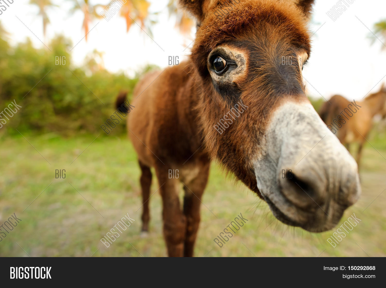 Donkey Cute Funny Baby Image & Photo (Free Trial) | Bigstock