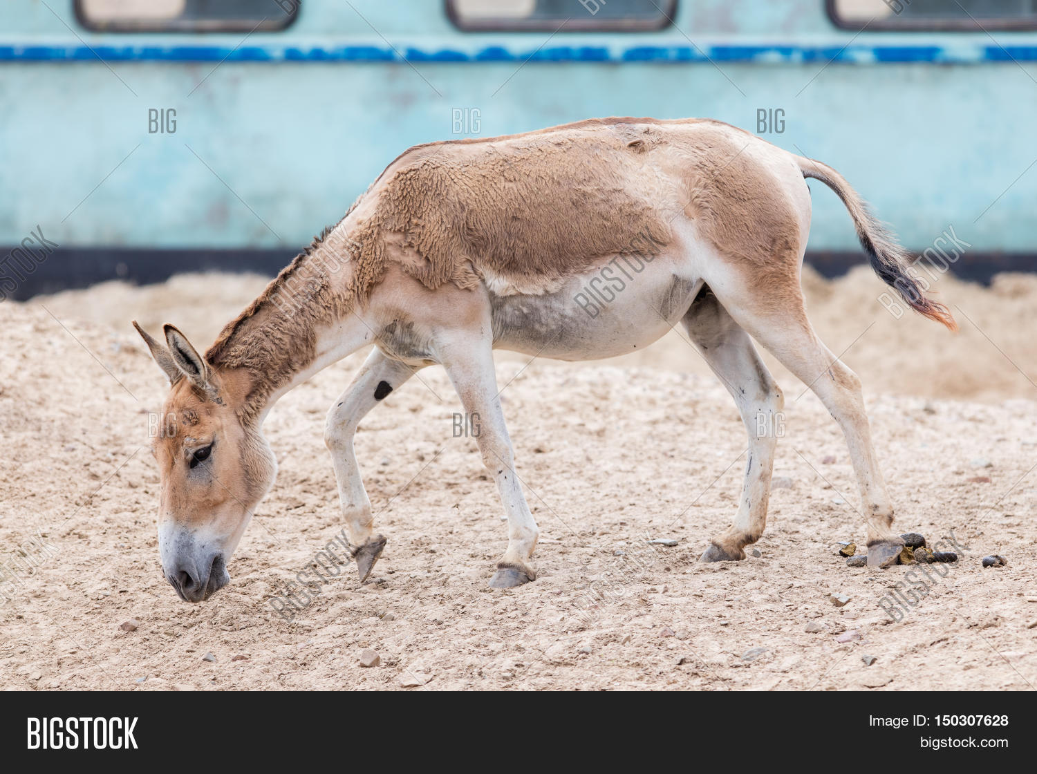 Persian Onager (equus Image & Photo (Free Trial) | Bigstock