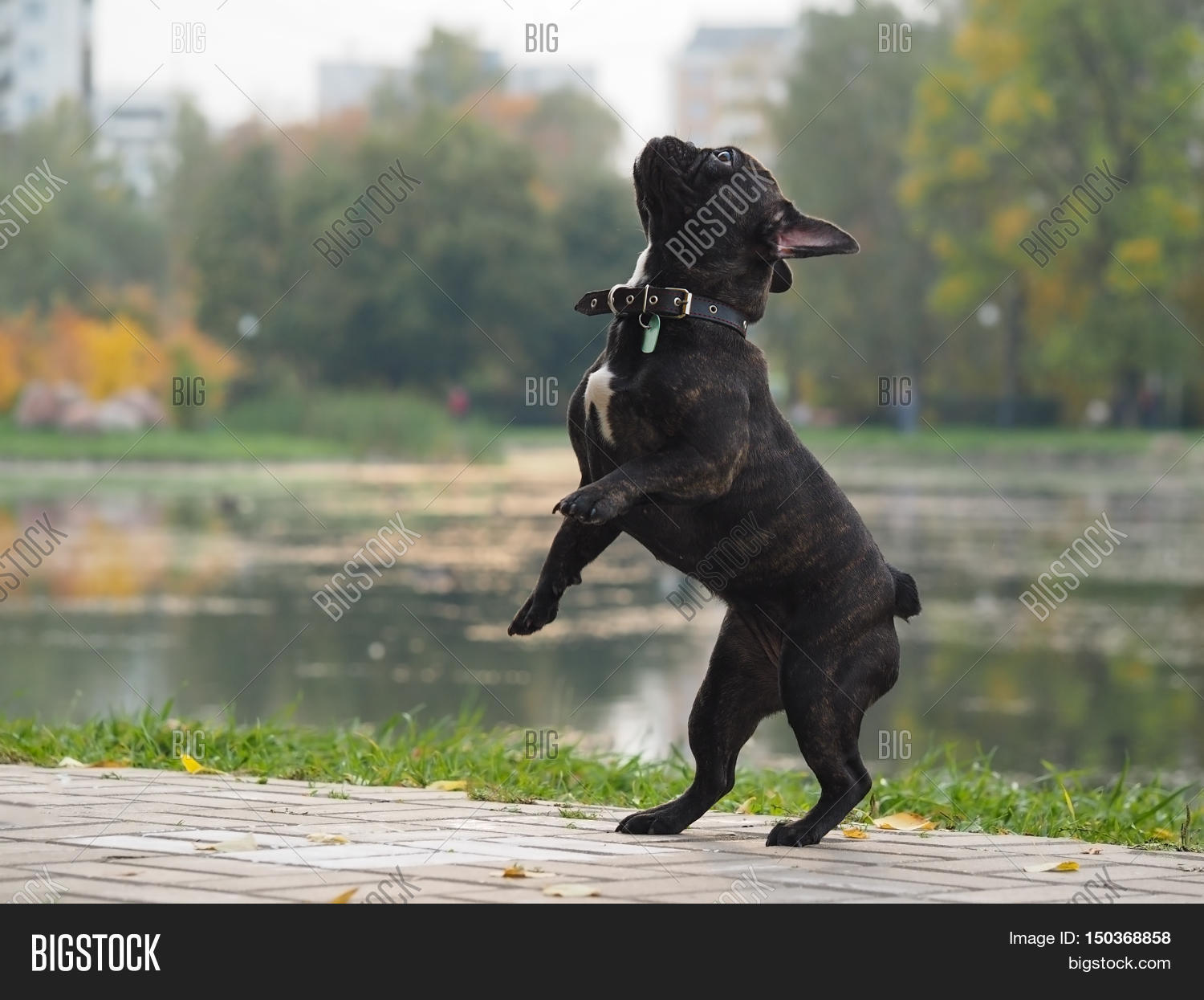 Funny Dog Stands On Image & Photo (Free Trial) | Bigstock