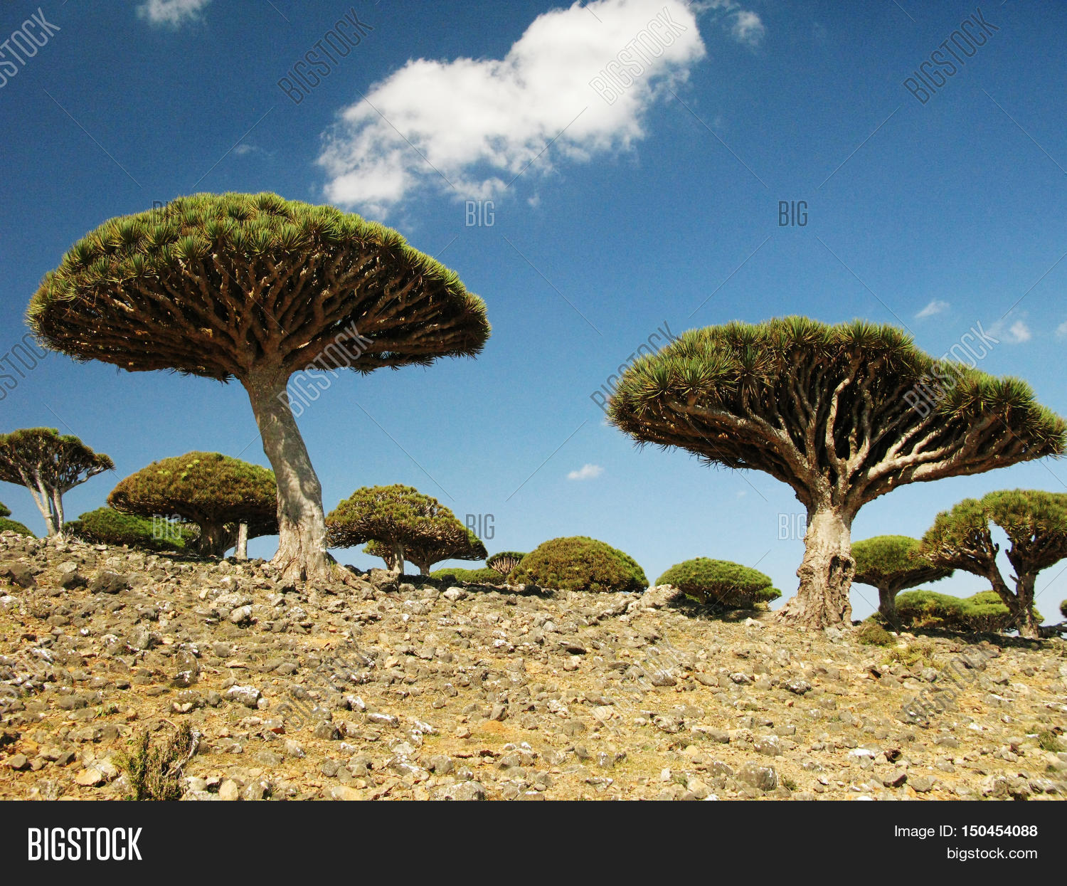 Dragon Tree Forest Image & Photo (Free Trial) | Bigstock