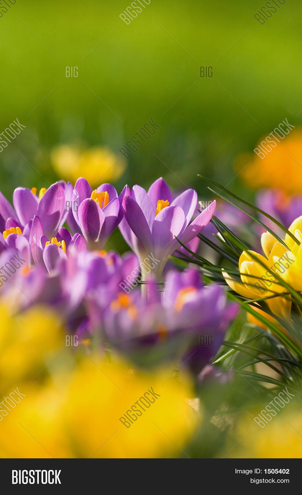 Crocus Colors Image & Photo (Free Trial) | Bigstock