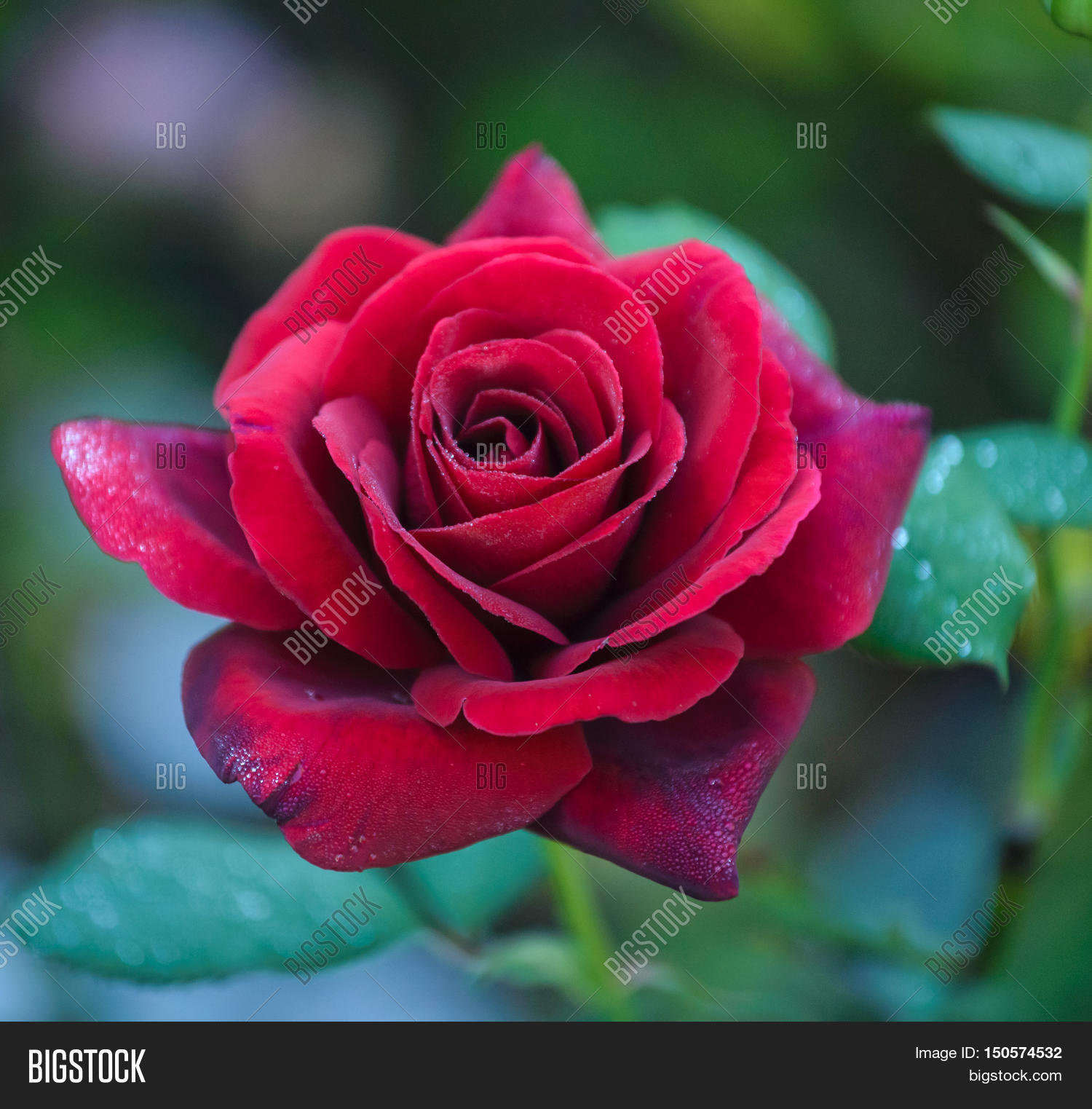 Close Red,elegant Rose Image & Photo (Free Trial) | Bigstock