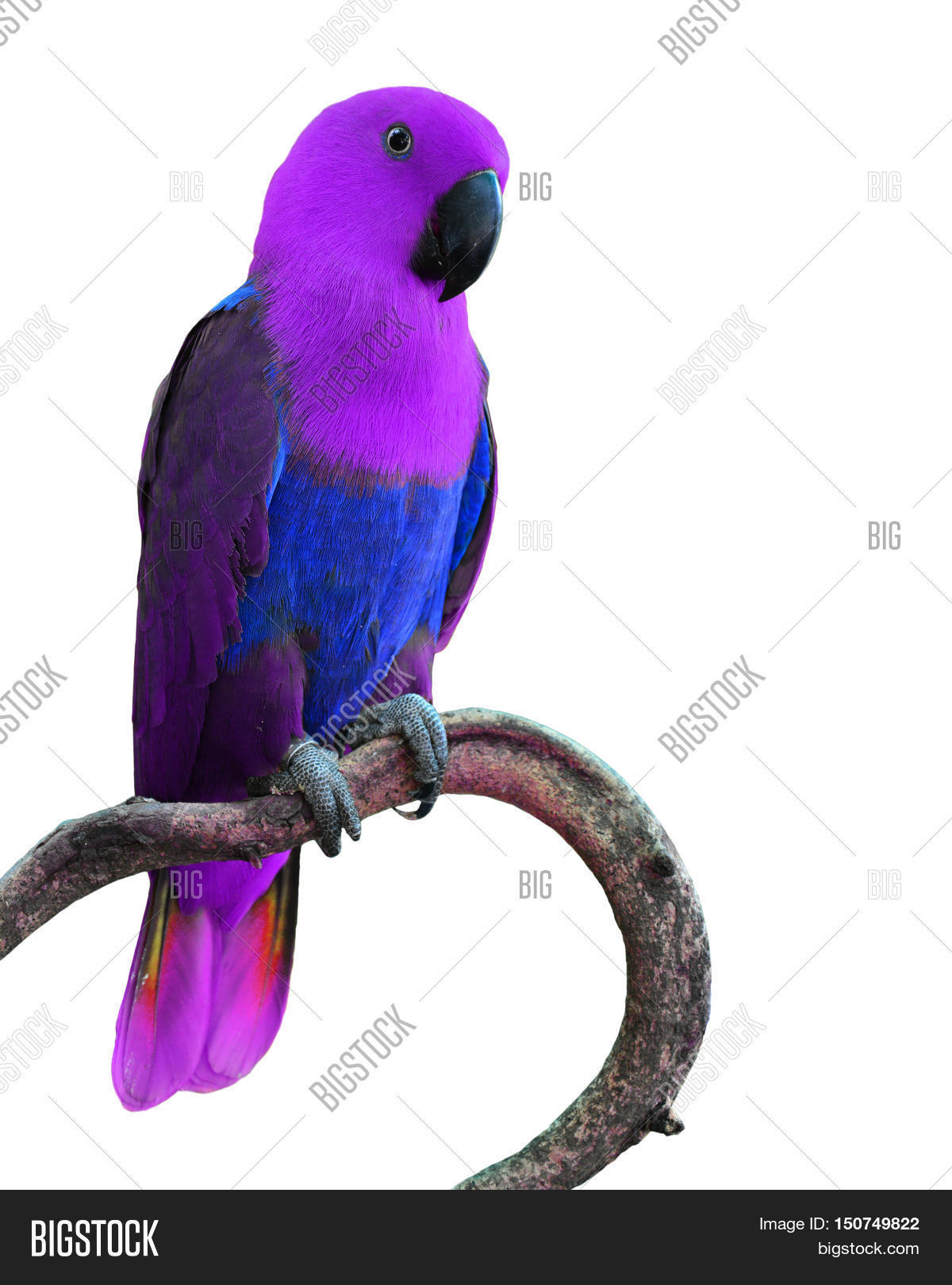 Purple Macaw Parrot