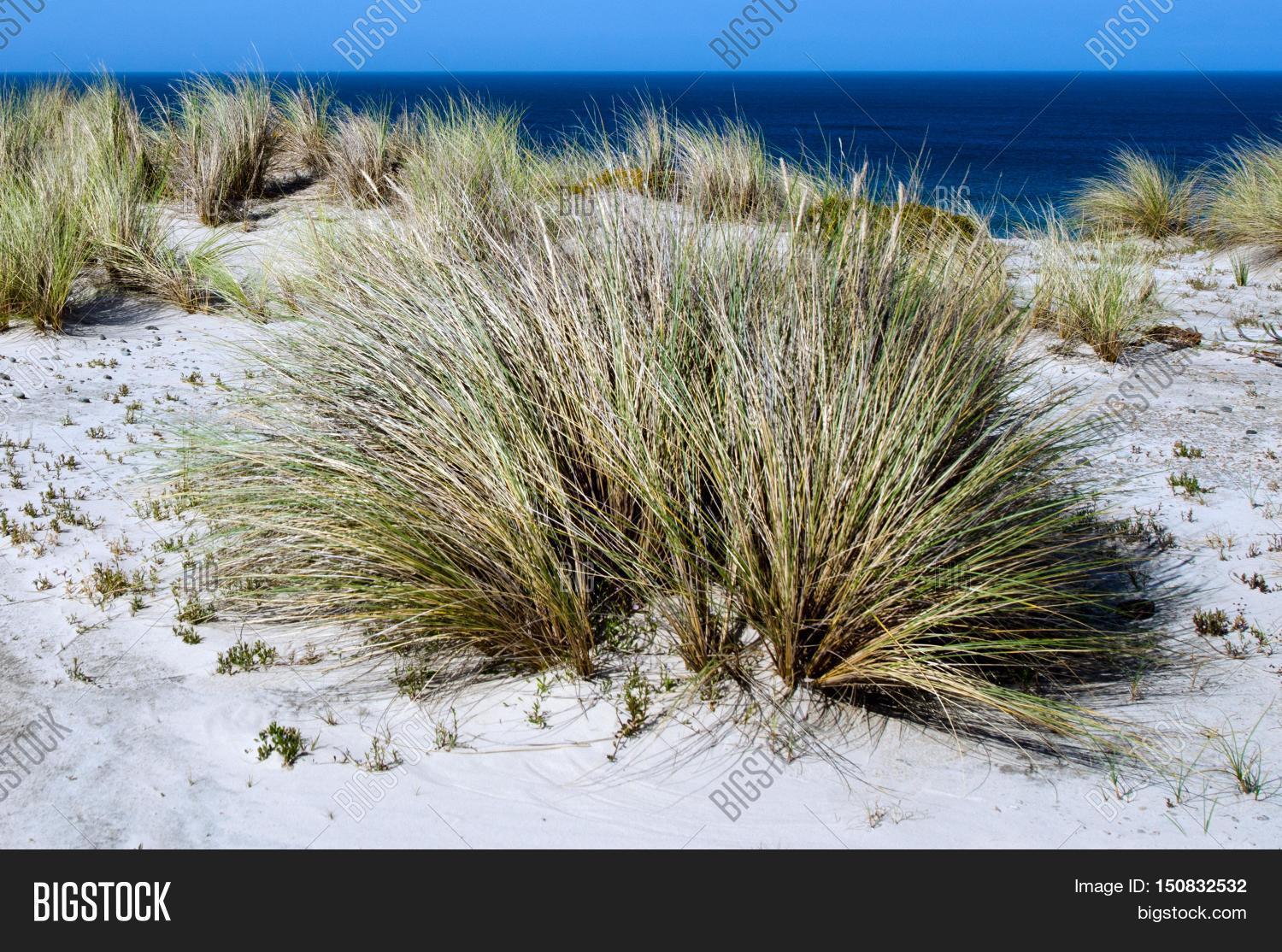 Marram Grass Henderson Image & Photo (Free Trial) | Bigstock
