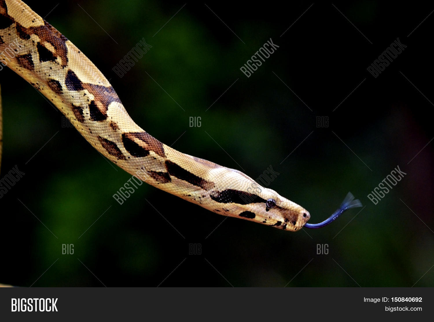 Australian Coastal Image & Photo (Free Trial) | Bigstock