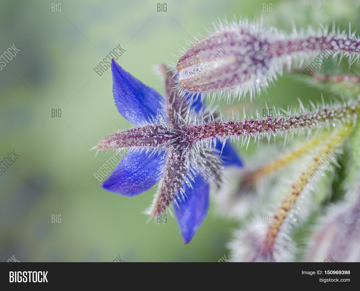 Borage Flowers Garden Image & Photo (Free Trial) | Bigstock
