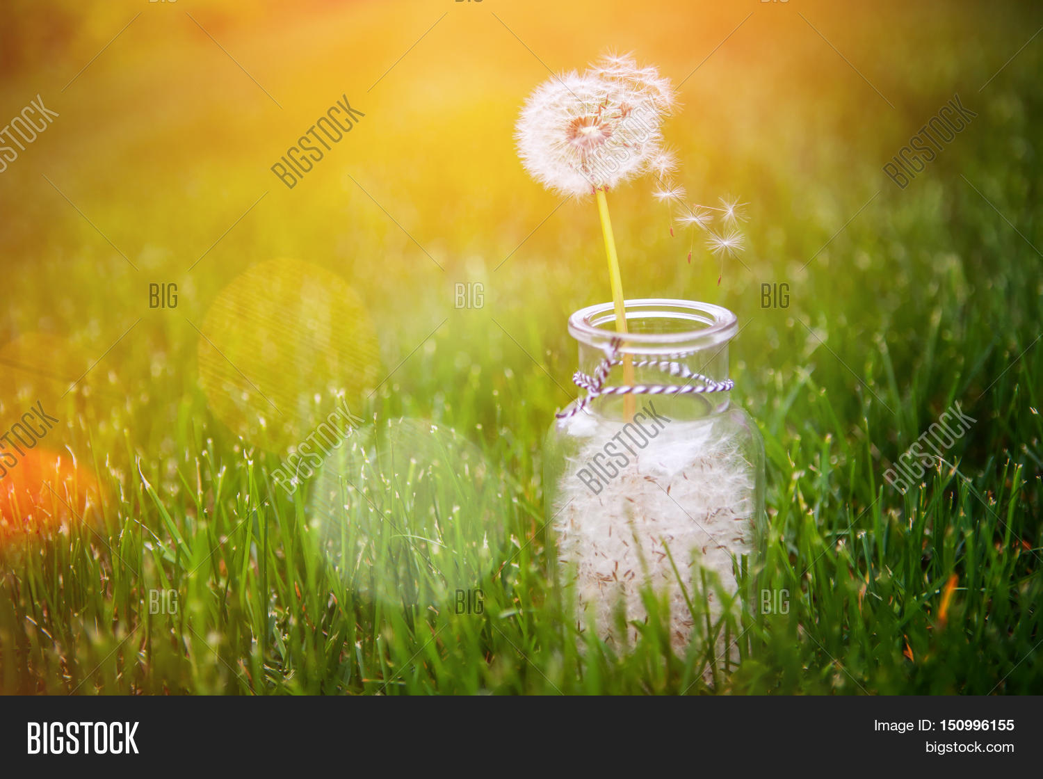 Dandelion Seed Wishes Image & Photo (Free Trial) | Bigstock