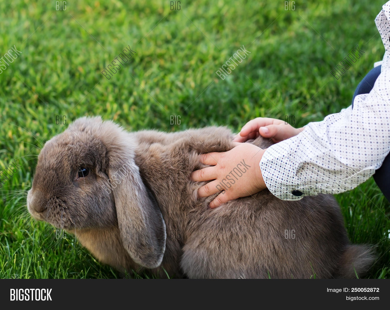 Cute Rabbit Sitting Image & Photo (Free Trial) | Bigstock