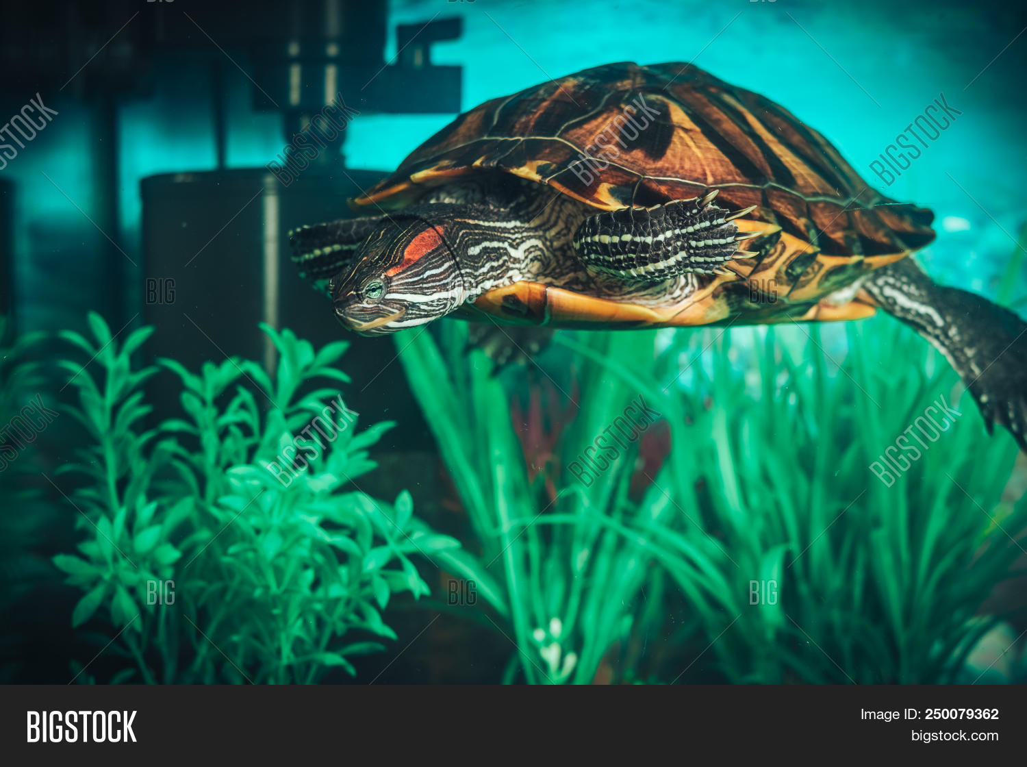 Isolated Close- Red- Image & Photo (Free Trial) | Bigstock