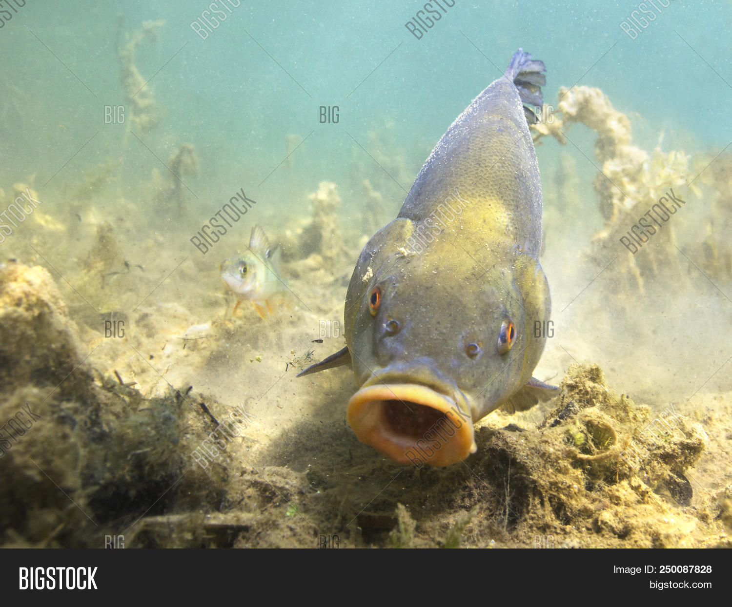 Freshwater Fish Tench Image & Photo (Free Trial) | Bigstock
