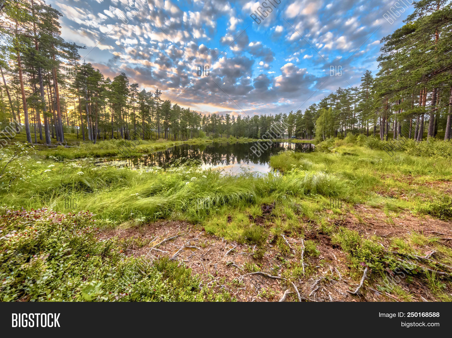 Forest Fen Lake Image & Photo (Free Trial) | Bigstock
