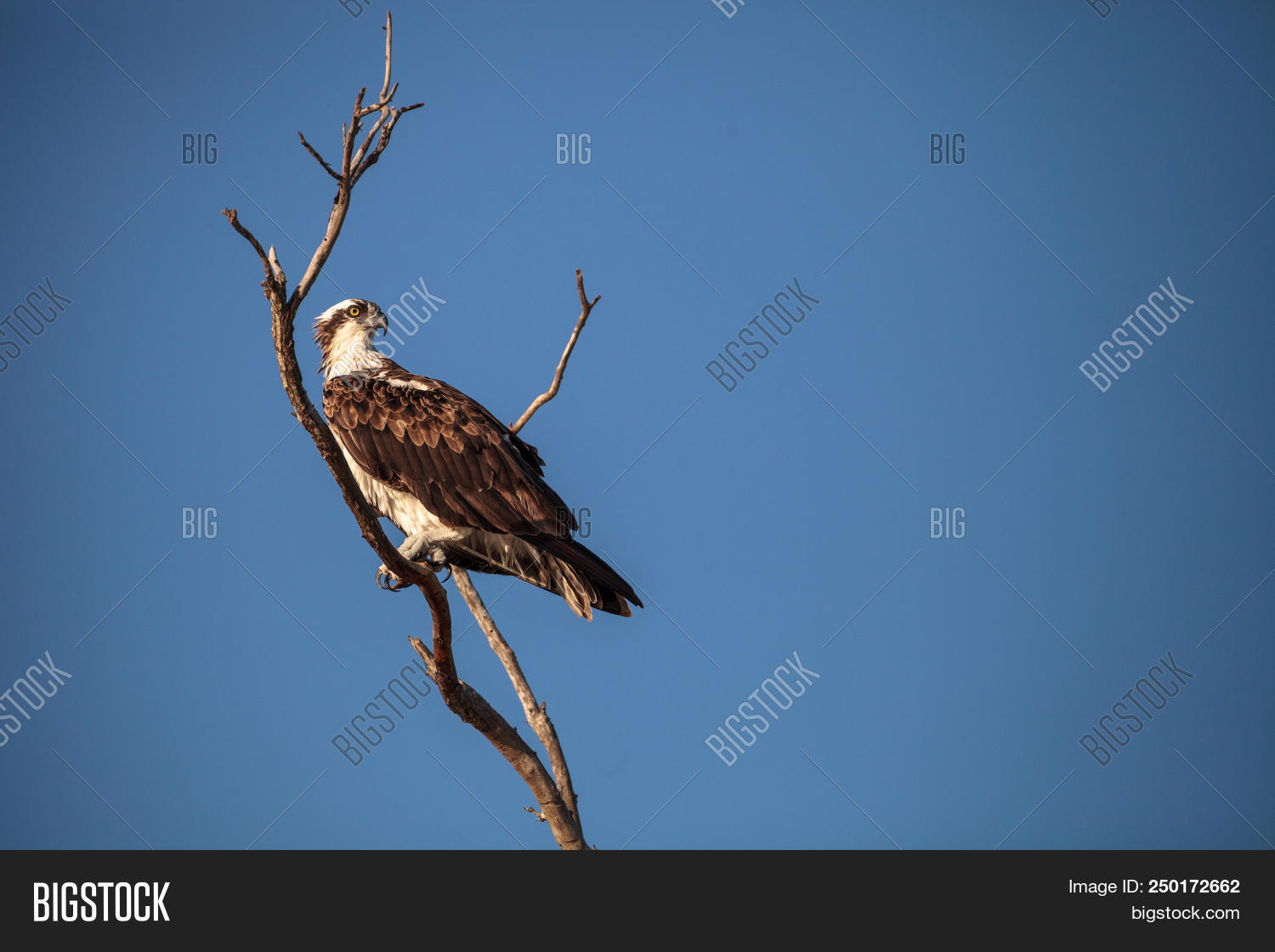 Osprey Bird Prey Image & Photo (Free Trial) | Bigstock