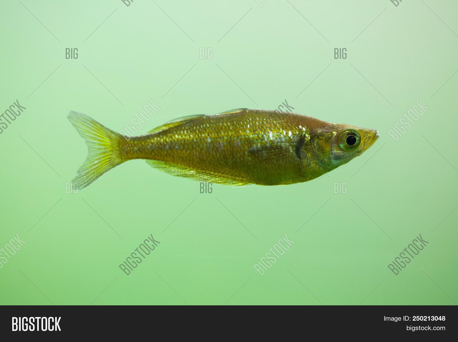Red Rainbowfish ( Image & Photo (Free Trial) | Bigstock