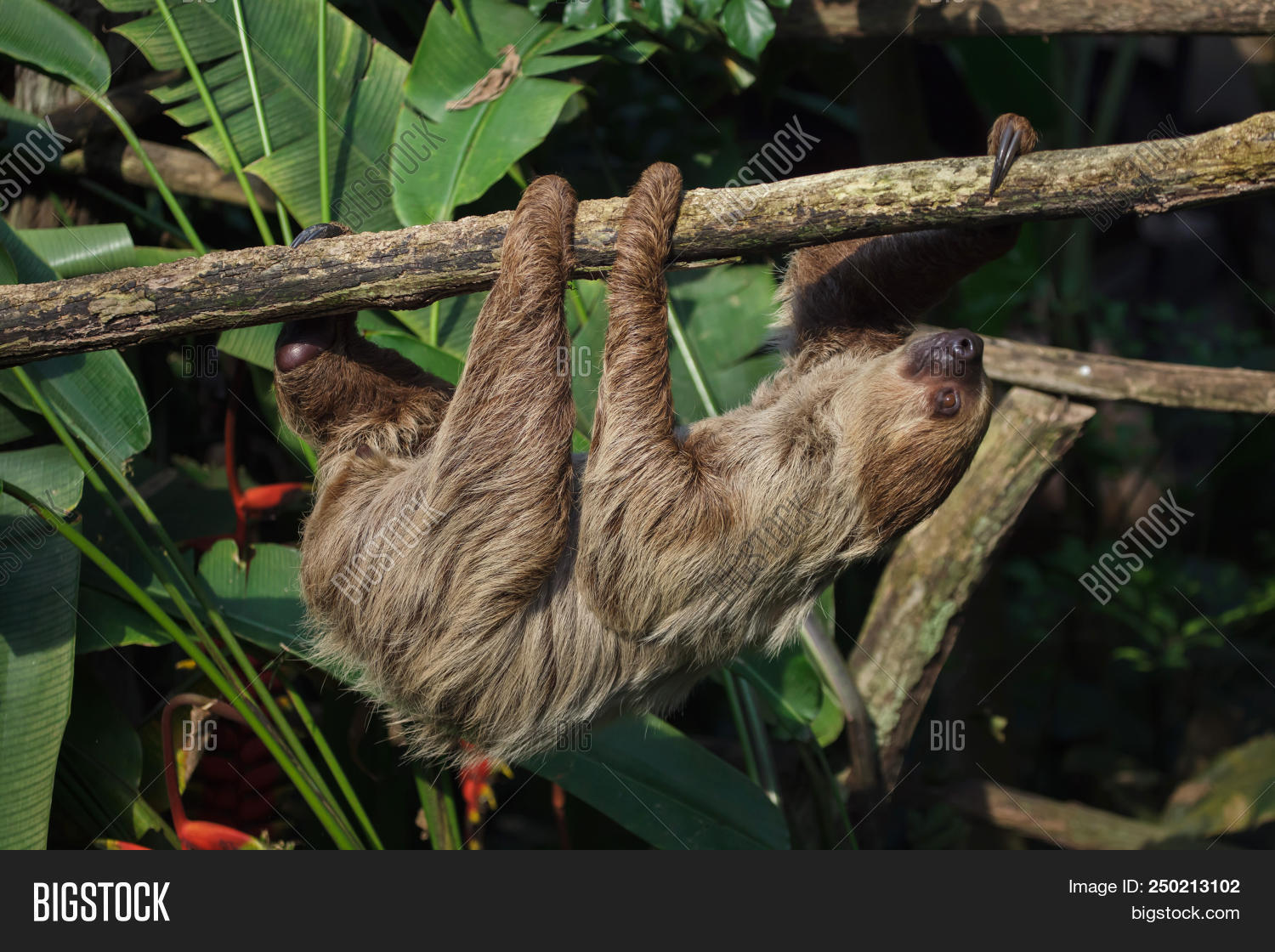 Linnaeus's Two-toed Image & Photo (Free Trial) | Bigstock