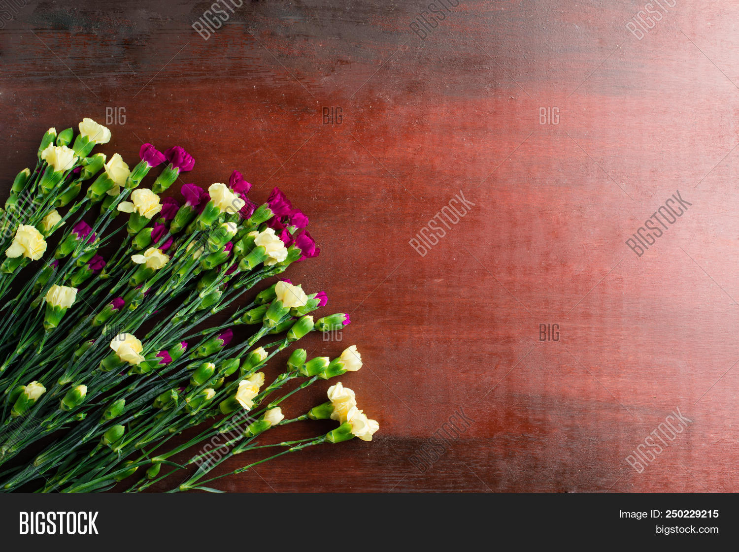 Fresh Carnation Flower Image & Photo (Free Trial) | Bigstock