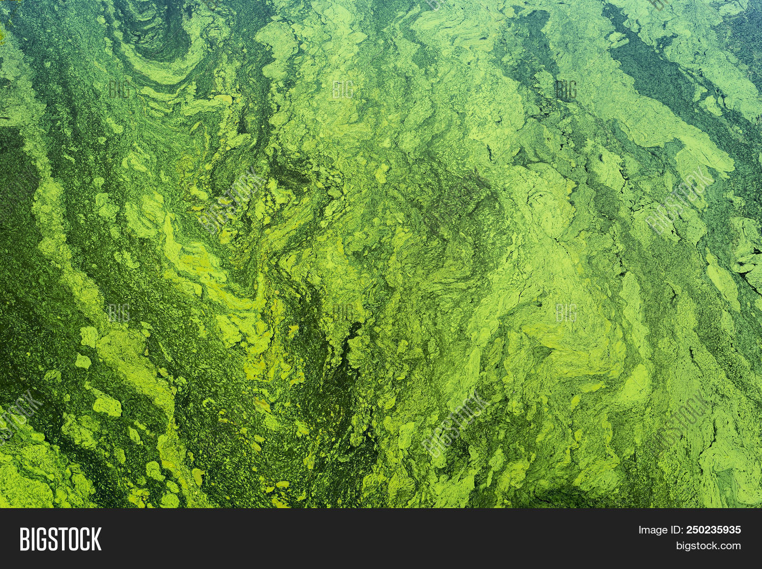 Green Algae On Surface Image & Photo (Free Trial) | Bigstock