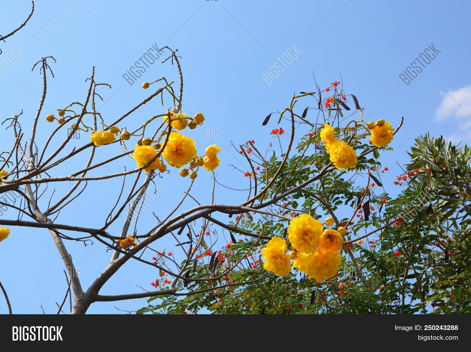 Cochlospermum Regium Image & Photo (Free Trial) | Bigstock