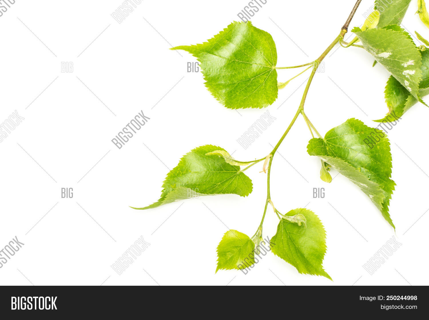 One Whole Fresh Green Image & Photo (Free Trial) | Bigstock