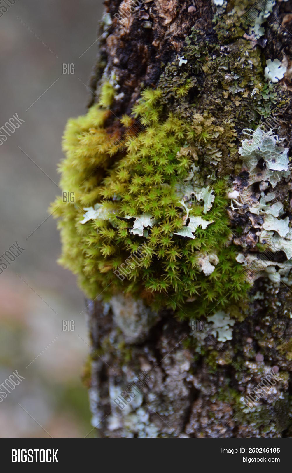 Starry Green Moss Image & Photo (Free Trial) | Bigstock