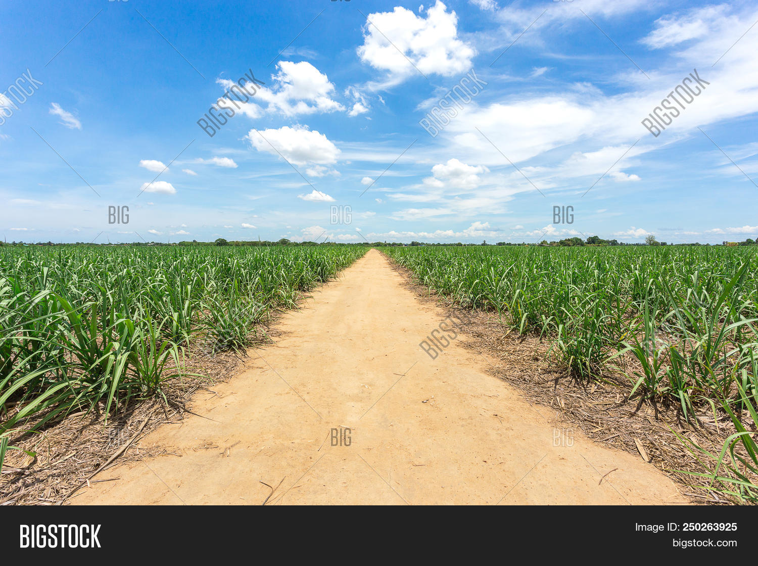Dirt Road Go Into Farm Image & Photo (Free Trial) | Bigstock