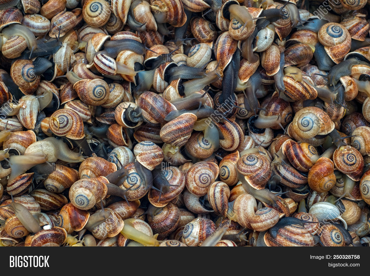 Small Sea Snails Image & Photo (Free Trial) | Bigstock