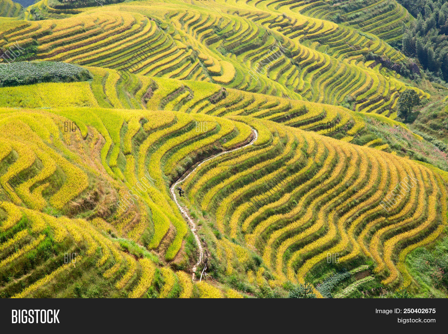Longsheng Rice Image & Photo (Free Trial) | Bigstock