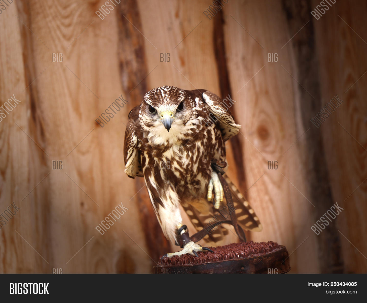 Common Buzzard Image & Photo (Free Trial) | Bigstock