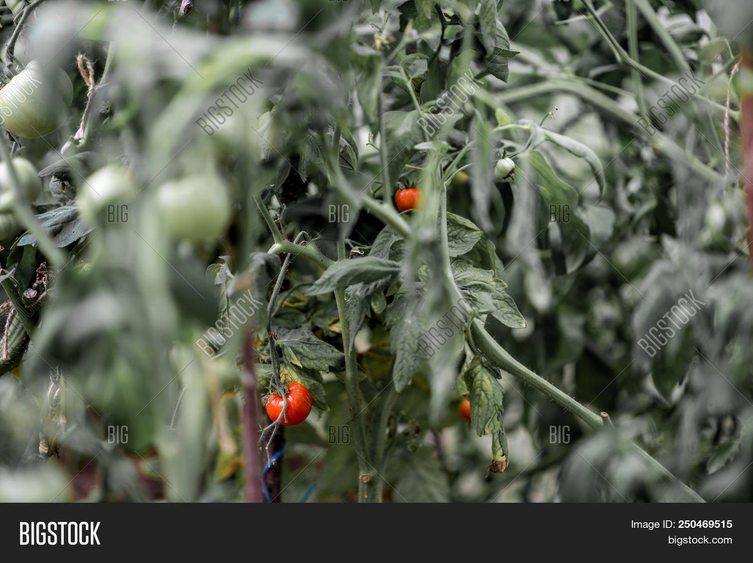 Red Tomatoes Ripe Image & Photo (Free Trial) | Bigstock