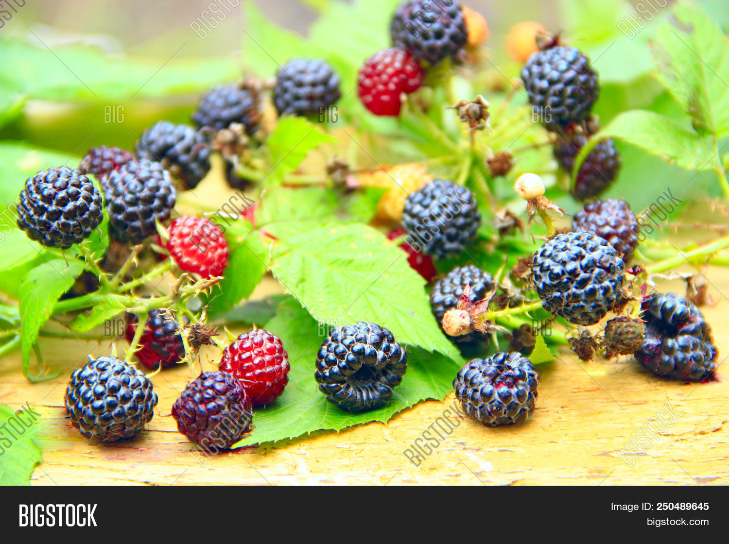 Crop Black Raspberry Image & Photo (Free Trial) | Bigstock