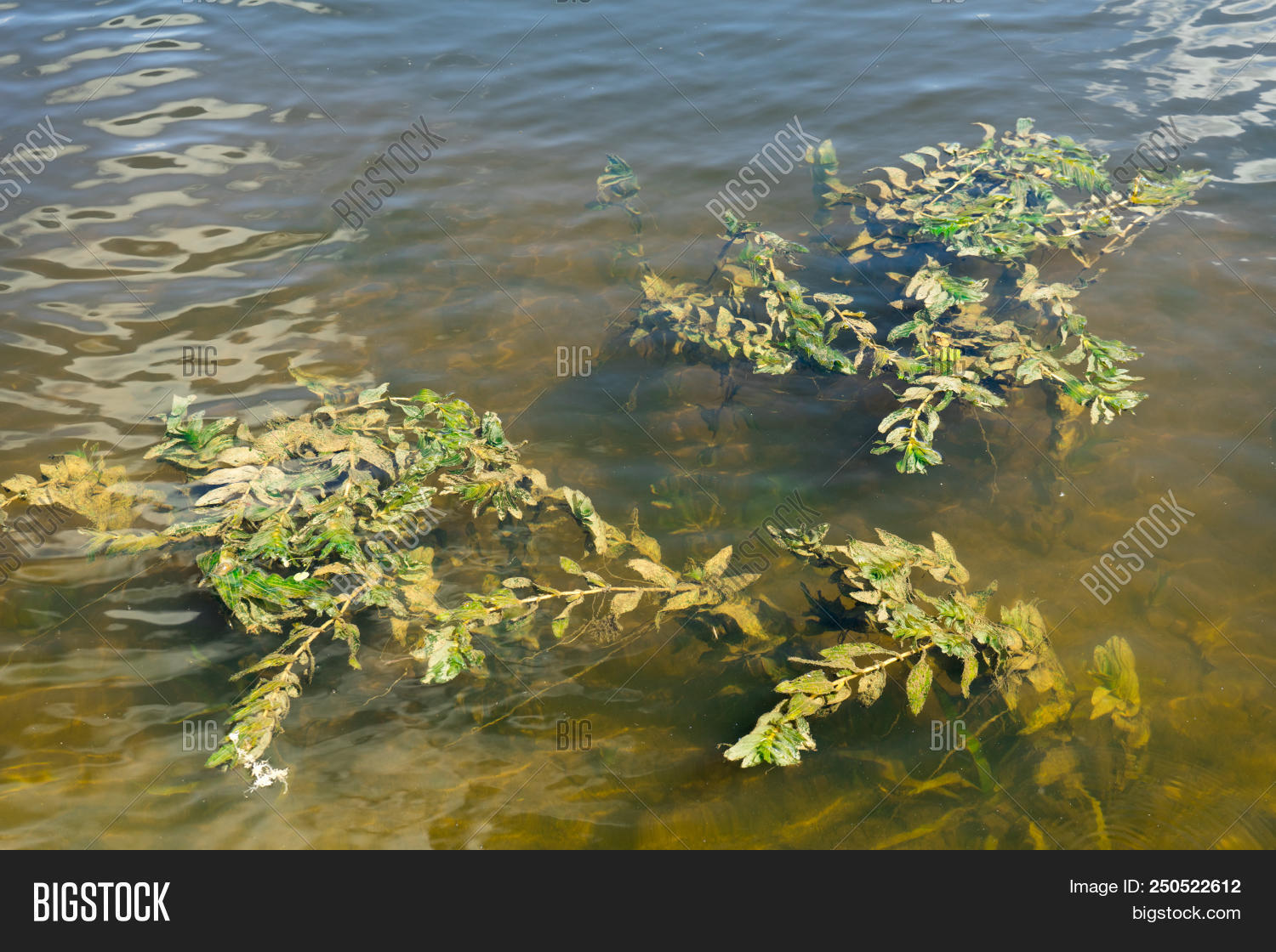 Photo Algae River Image & Photo (Free Trial) | Bigstock