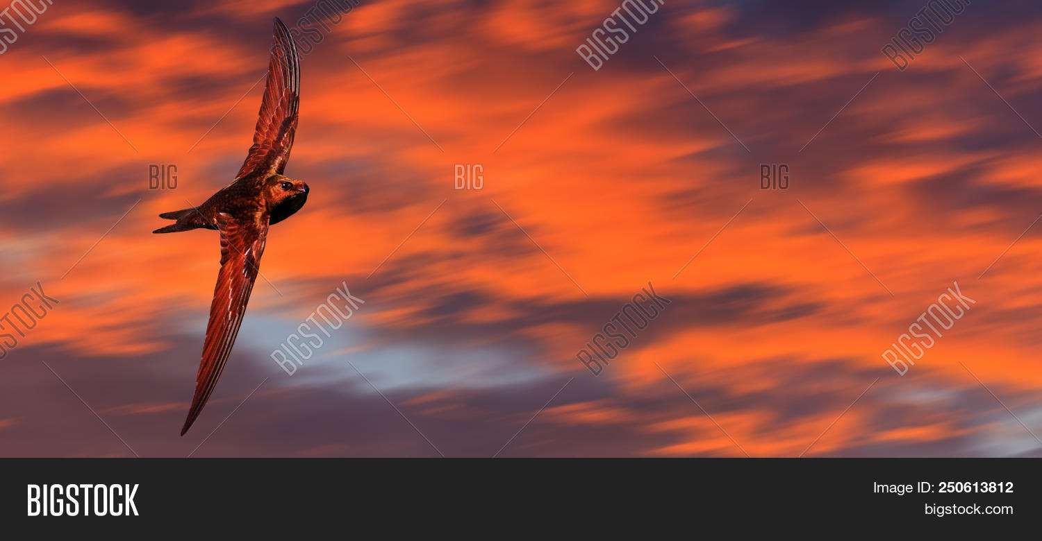 High-speed Bird Flying Image & Photo (Free Trial) | Bigstock