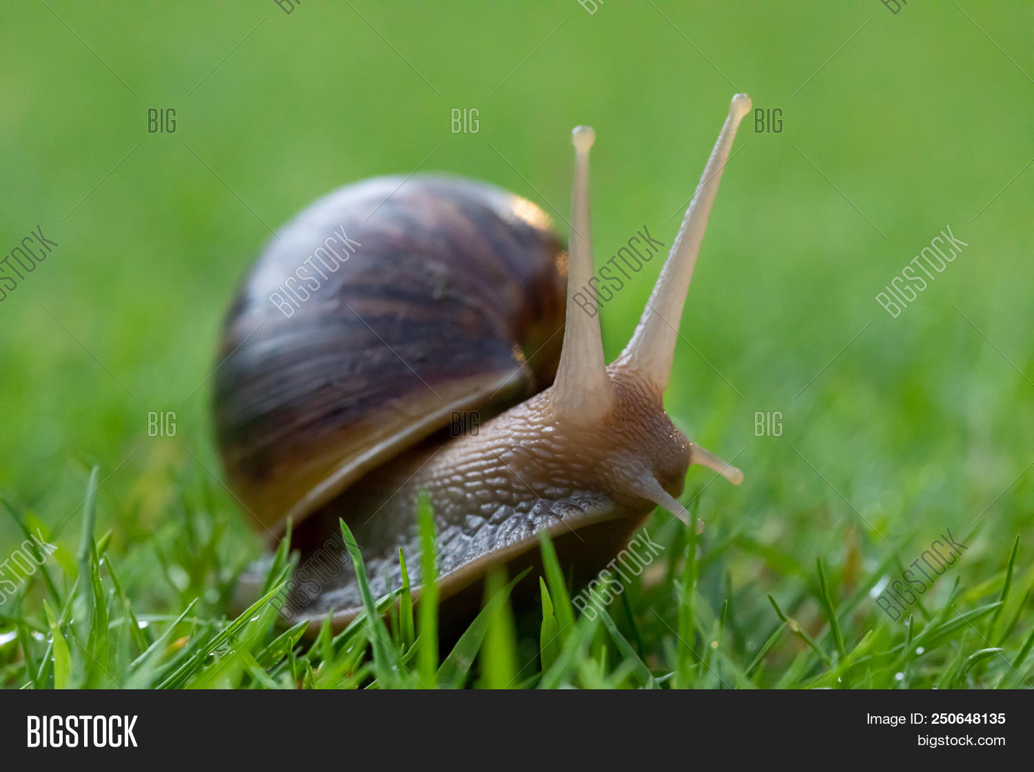 Snail Lift Body Image & Photo (Free Trial) | Bigstock
