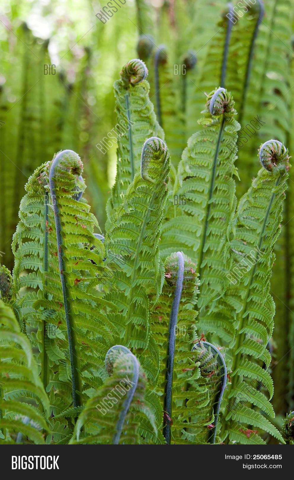 Ferns Spirals Detailed Image & Photo (Free Trial) | Bigstock