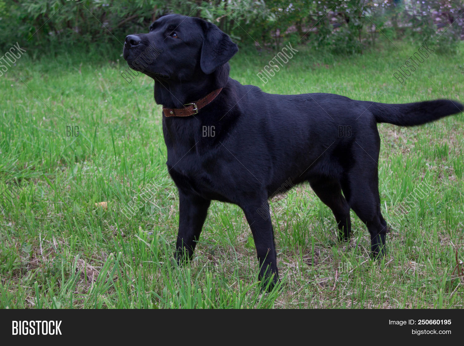 Cute Black Labrador Image & Photo (Free Trial) | Bigstock