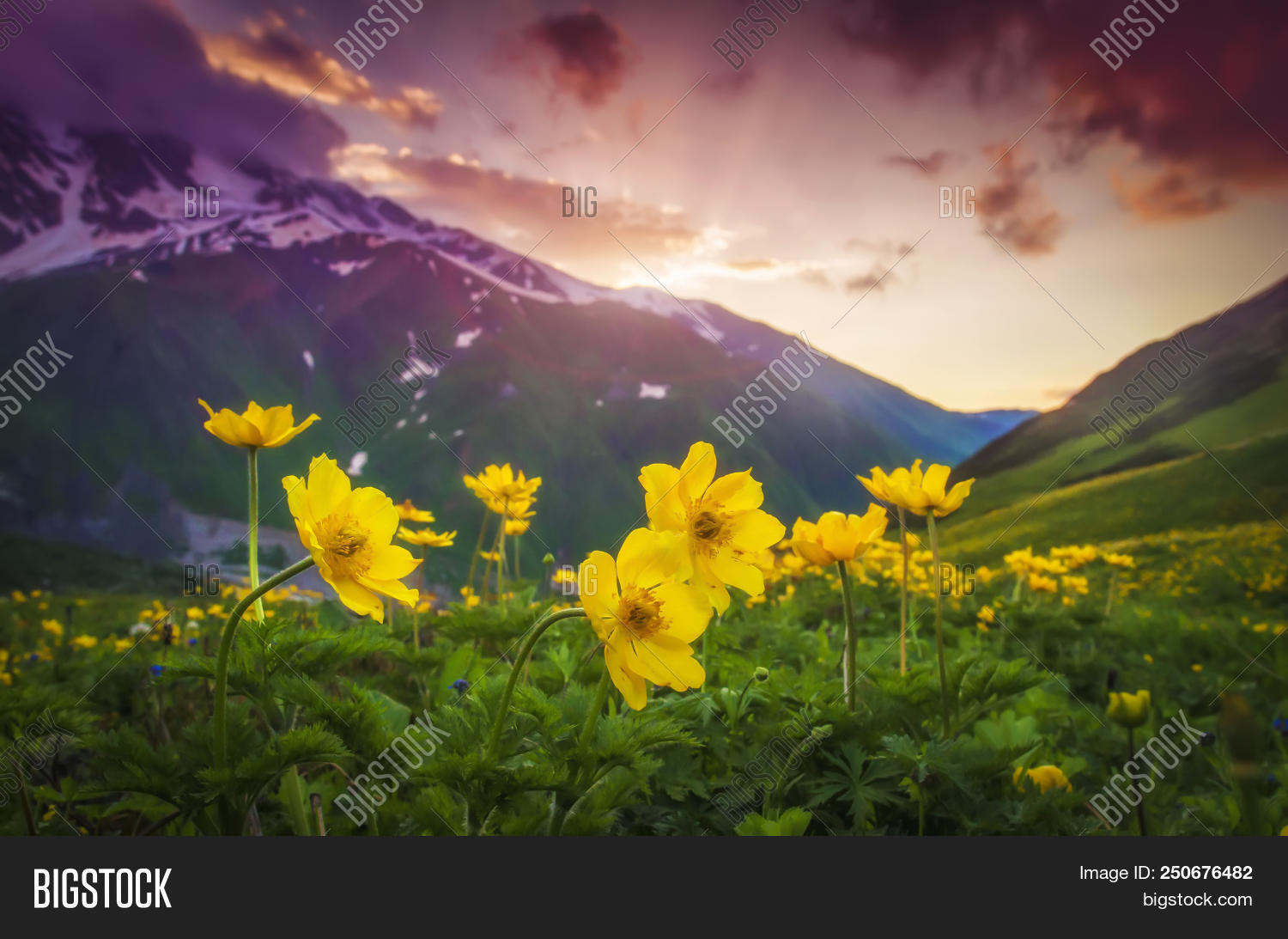 Flowers On Mountain Image & Photo (Free Trial) | Bigstock