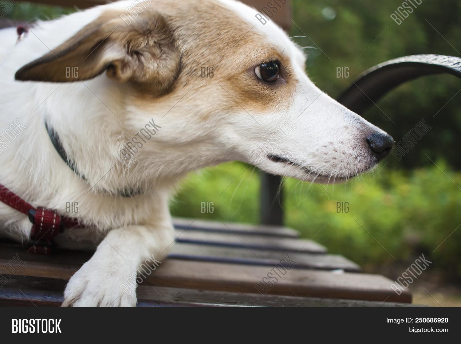Light Brown And White Dog