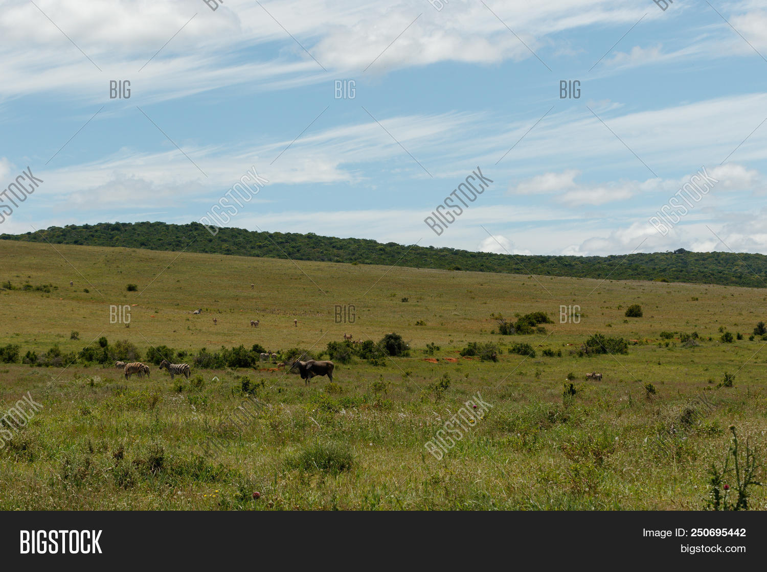 Open Field Wild Image & Photo (Free Trial) | Bigstock