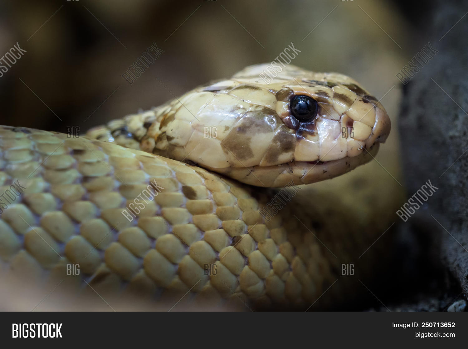 Cape Cobra (naja Nivea Image & Photo (Free Trial) | Bigstock