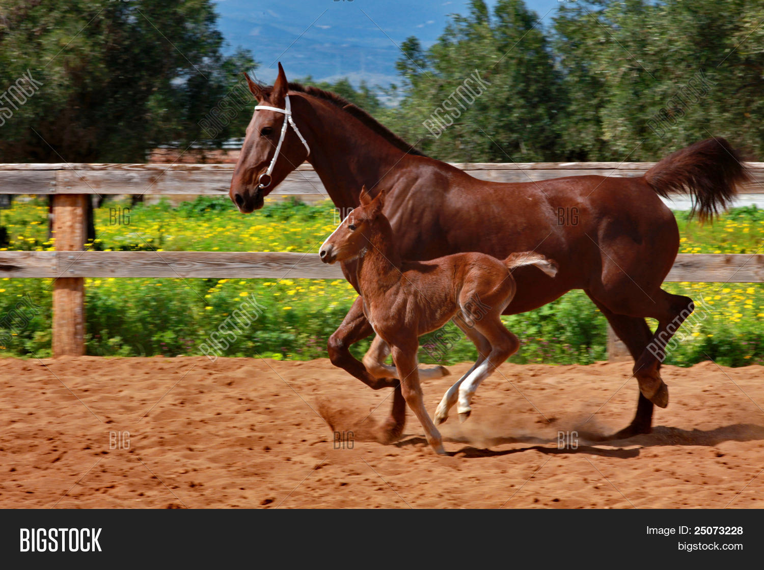 Brown Horse Mare Colt Image & Photo (Free Trial) | Bigstock