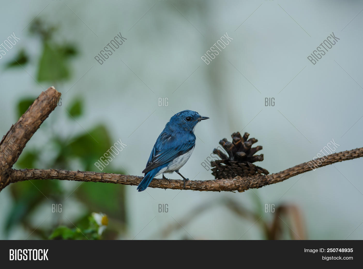 Ultramarine Flycatcher Image & Photo (Free Trial) | Bigstock