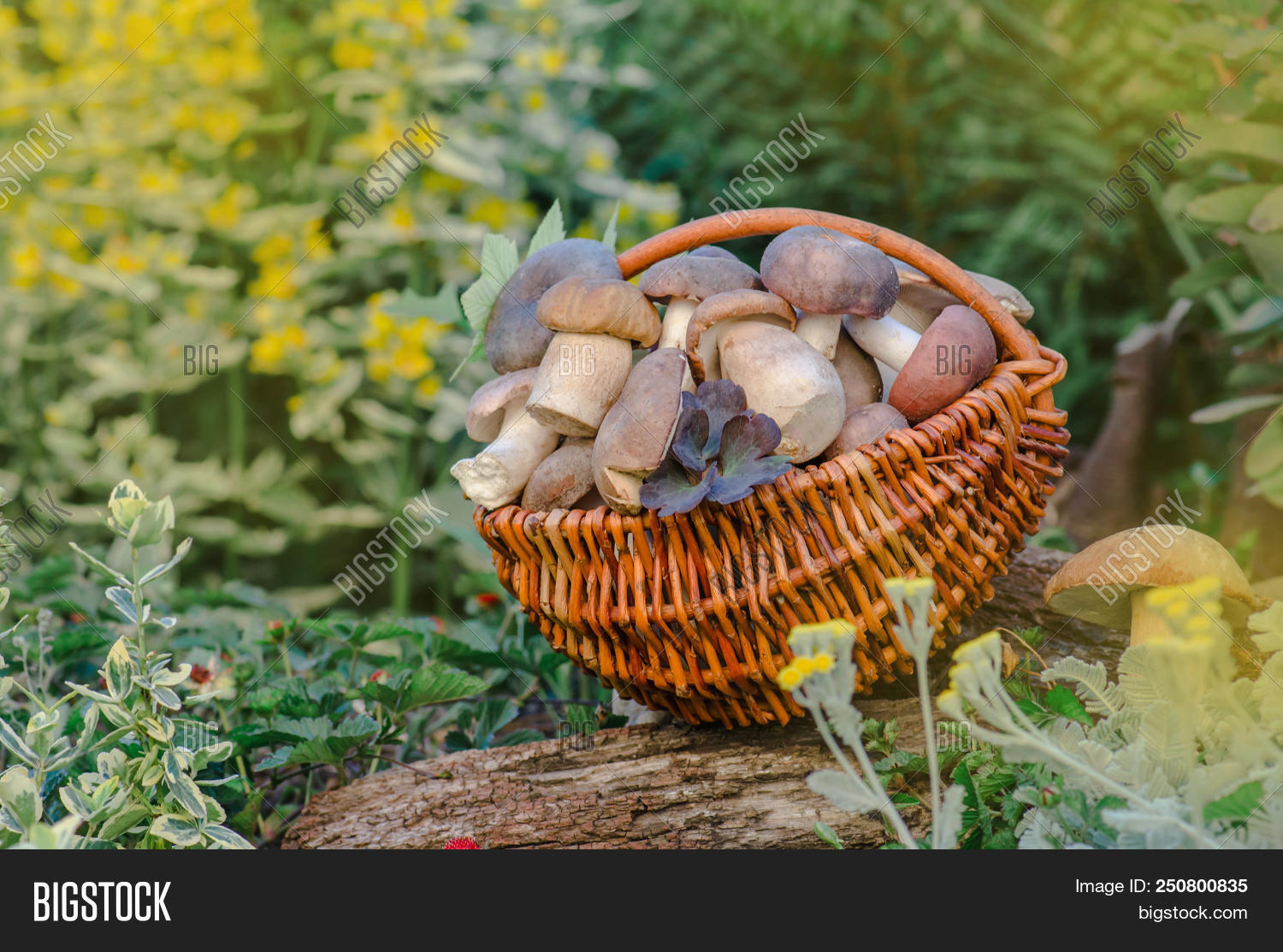 Basket Mushrooms. Image & Photo (Free Trial) | Bigstock