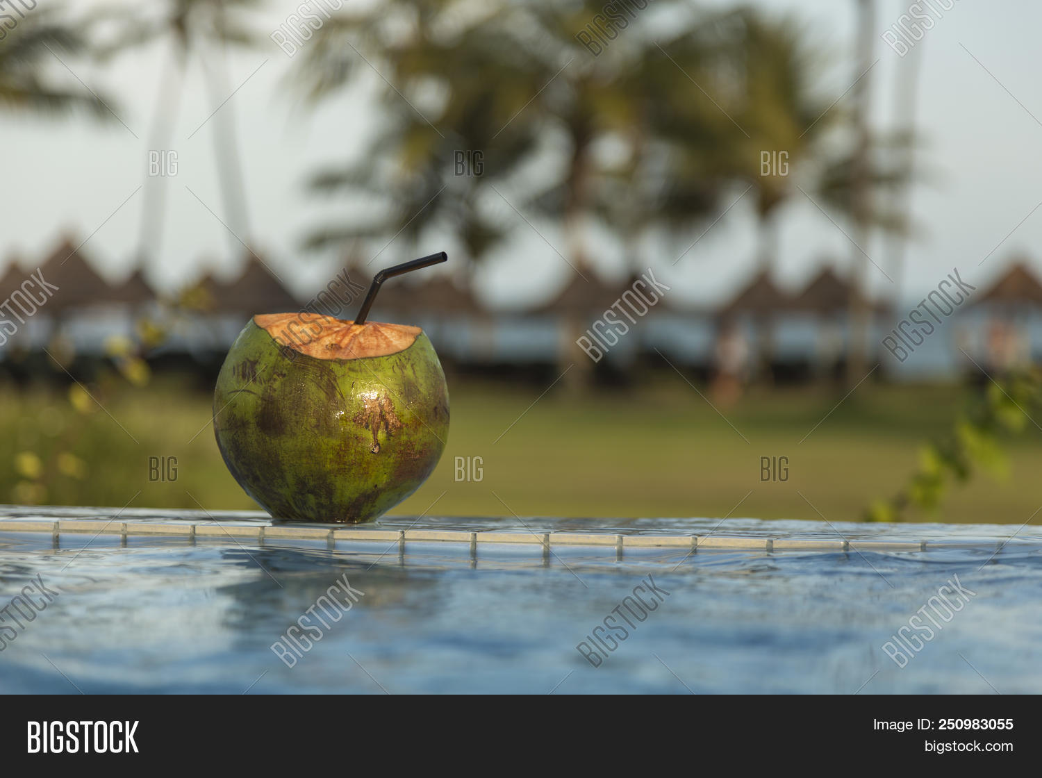 Coconut On Edge Image & Photo (Free Trial) | Bigstock
