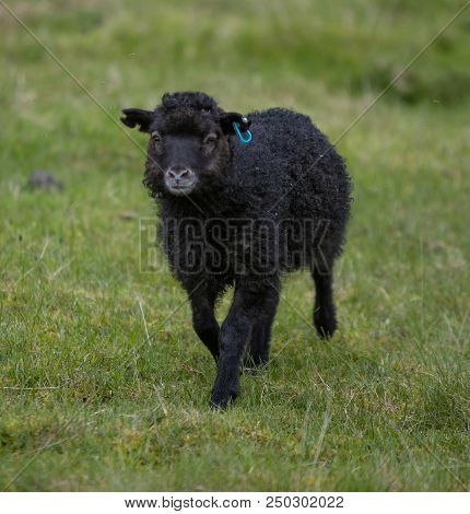 Little Black Sheep Image & Photo (Free Trial) | Bigstock