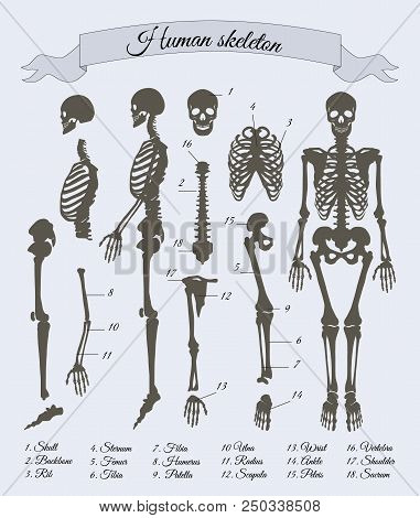Human Skeleton Parts Vector & Photo (Free Trial) | Bigstock