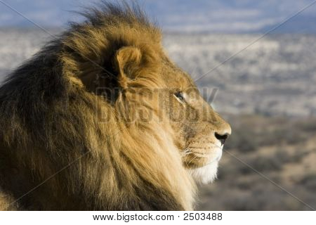 Lion Profile Image & Photo (Free Trial) | Bigstock