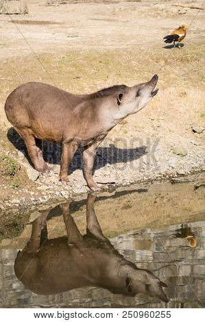 Tapir Images, Illustrations & Vectors (Free) - Bigstock