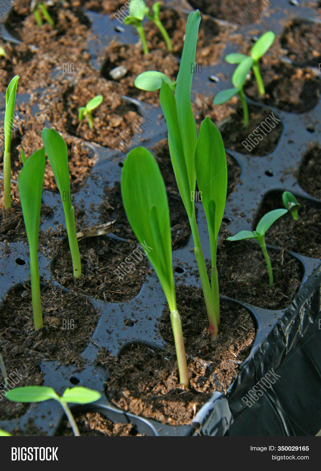 Home Gardening, Fresh Image & Photo (Free Trial) | Bigstock