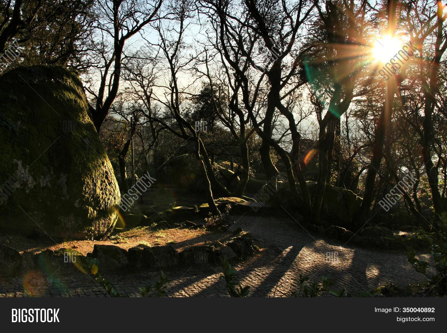 Beautiful Leafy Forest Image & Photo (Free Trial) | Bigstock