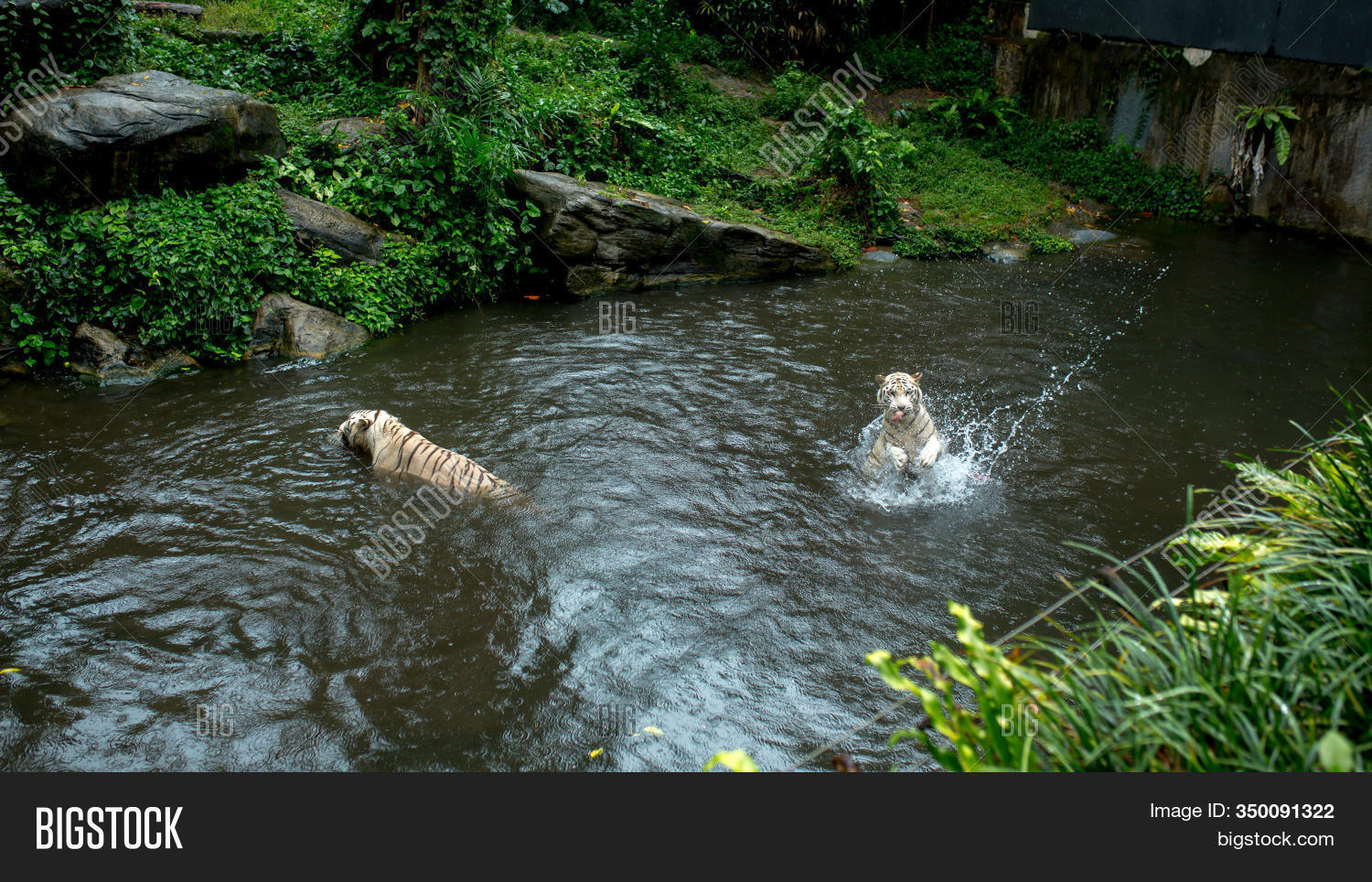 White Tigers Catch Image & Photo (Free Trial) | Bigstock