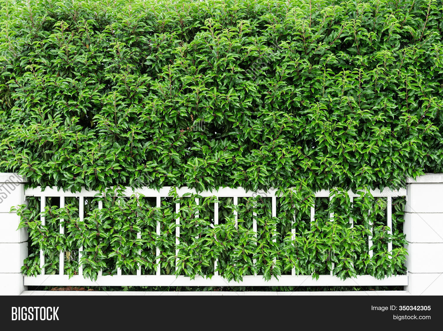 View Hedge Form Solid Image & Photo (Free Trial) | Bigstock